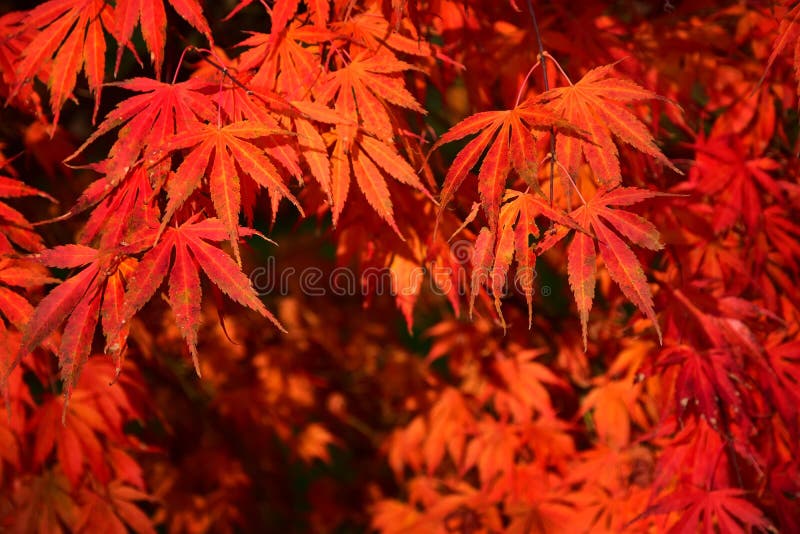 Acer Palmatum Red Leaves Texture Stock Photo - Image of plant, flora ...