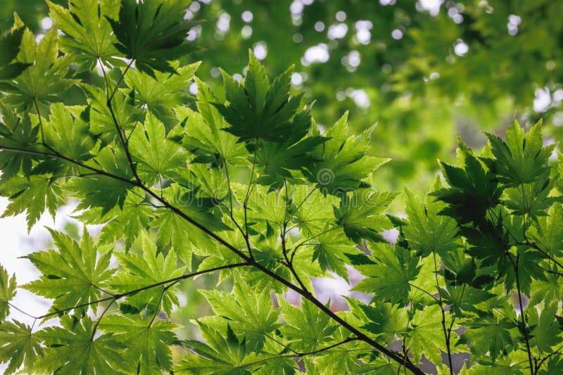Acer palmatum tree stock photo. Image of shrub, leaves - 254842268