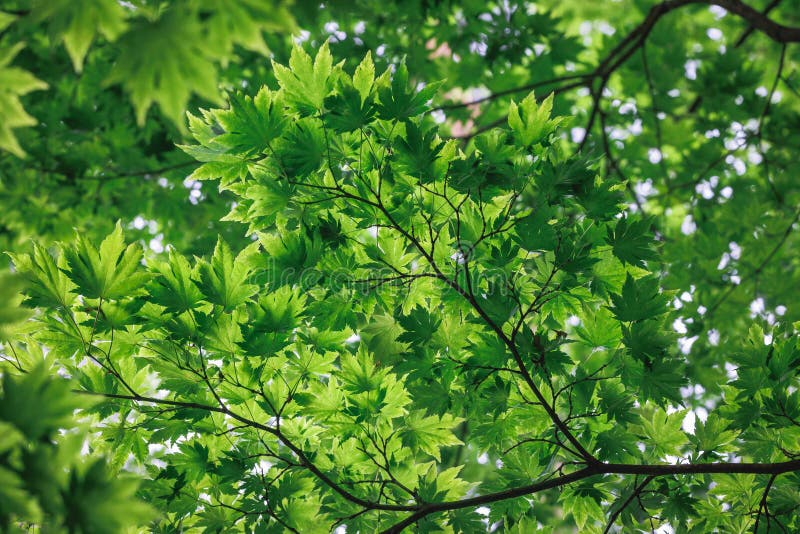 Acer palmatum tree stock image. Image of smooth, acer - 254842217