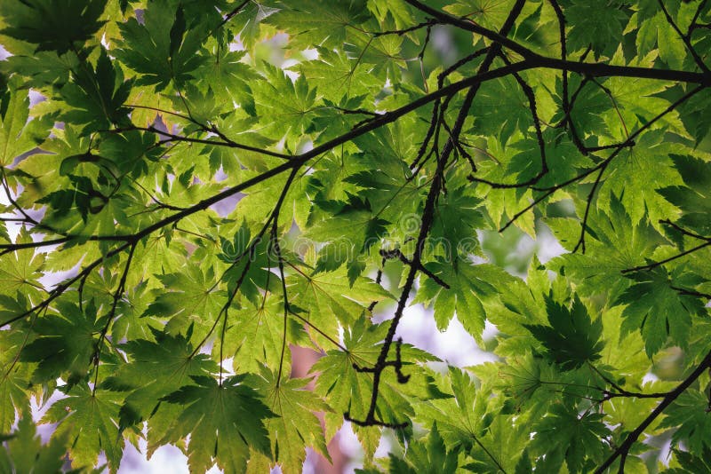 Acer palmatum tree stock photo. Image of plant, leafage - 254842142