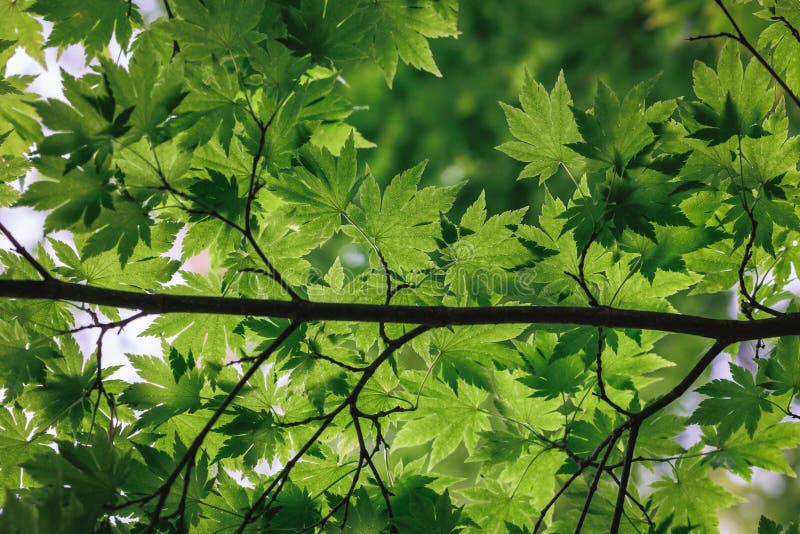 Acer palmatum tree stock photo. Image of green, deciduous - 254842178