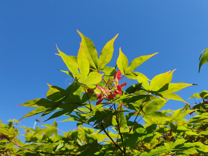 Acer Palmatum Tree Over Sky Stock Photos - Free & Royalty-Free Stock ...