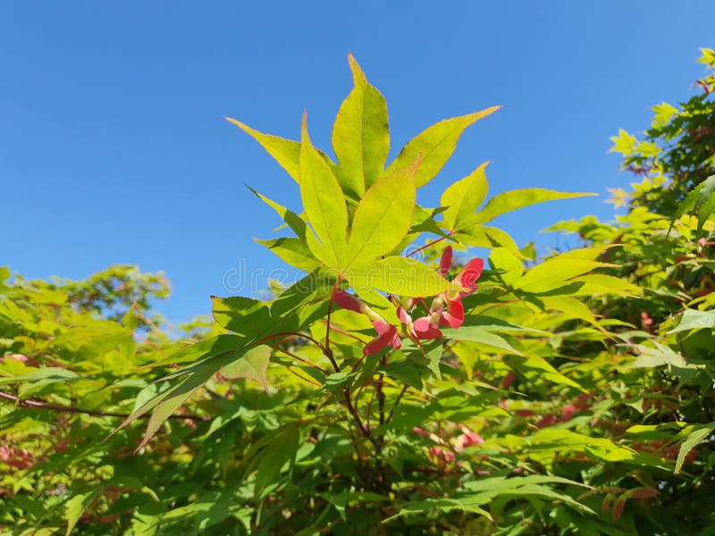Acer Palmatum Tree Over Sky Stock Photo - Image of maple, nature: 382417322