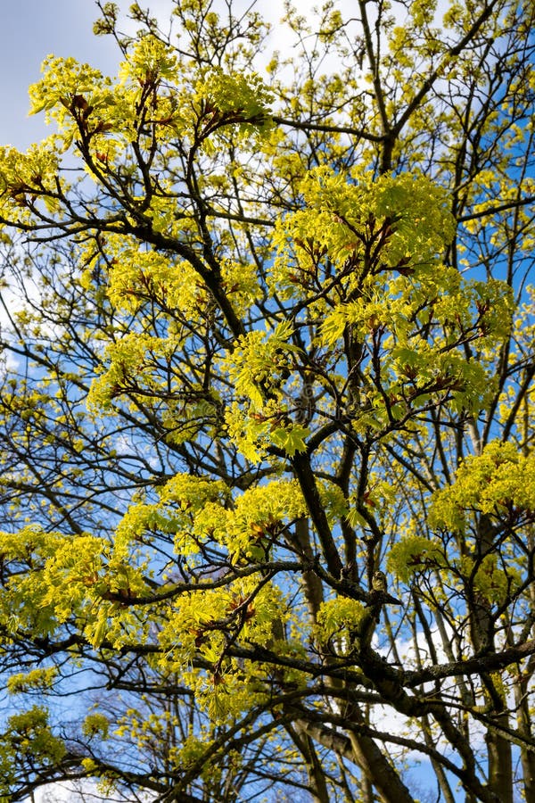 Acer Platanoides, Commonly Known As Norway Maple in Spring Blossom ...