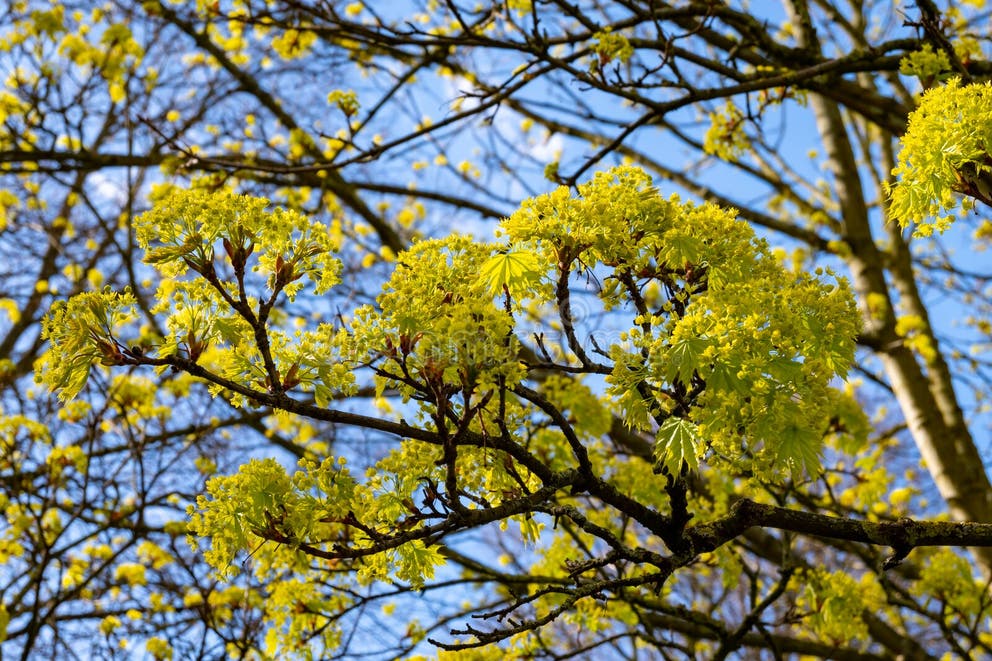 Acer Platanoides, Commonly Known As Norway Maple in Spring Blossom ...
