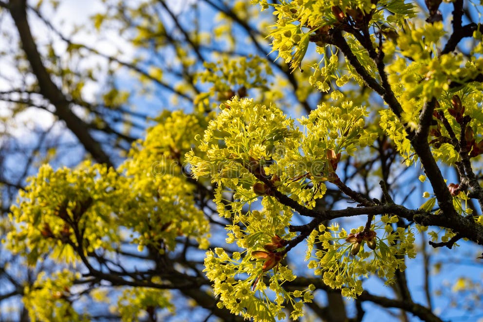 Acer Platanoides, Commonly Known As Norway Maple in Spring Blossom ...