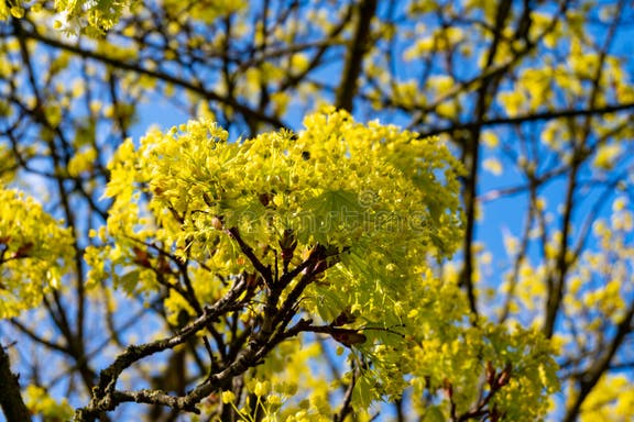 Acer Platanoides, Commonly Known As Norway Maple in Spring Blossom ...