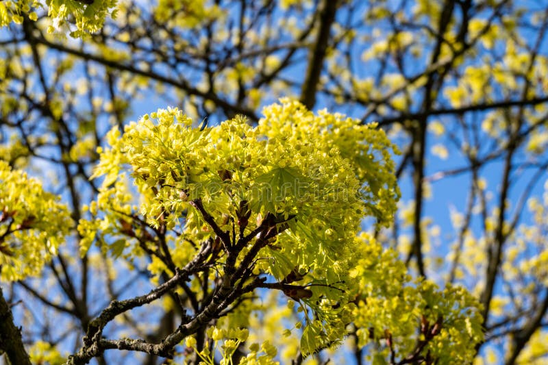 Acer Platanoides, Commonly Known As Norway Maple in Spring Blossom ...