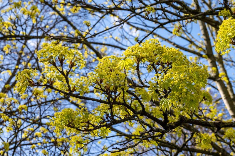 Acer Platanoides, Commonly Known As Norway Maple in Spring Blossom ...