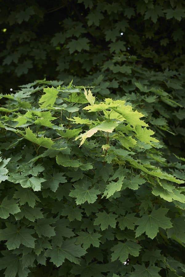 Acer Platanoides Fresh Foliage Stock Image - Image of green, norway ...