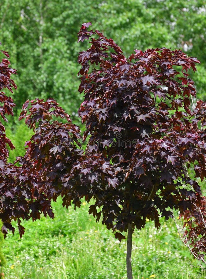 Acer Platanoides is a Norway Maple Royal Red Stock Image - Image of ...