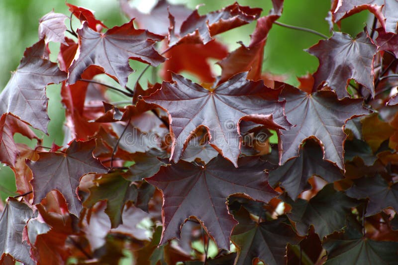 Acer Platanoides is a Norway Maple Royal Red Stock Image - Image of ...
