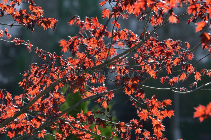 Acer Platanoides is a Norway Maple Royal Red. Young Spring Leaves in ...