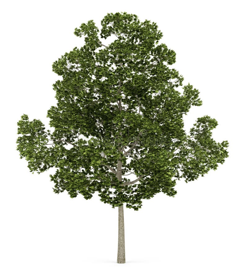 Acer Platanoides (Four Seasons) Stock Illustration - Illustration of ...