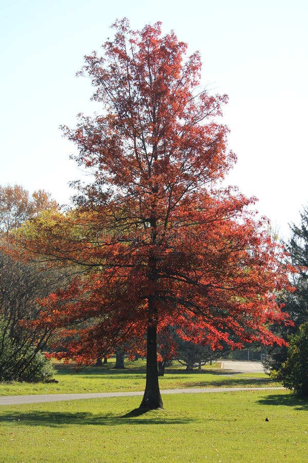 774 Swamp Maple Stock Photos - Free & Royalty-Free Stock Photos from ...