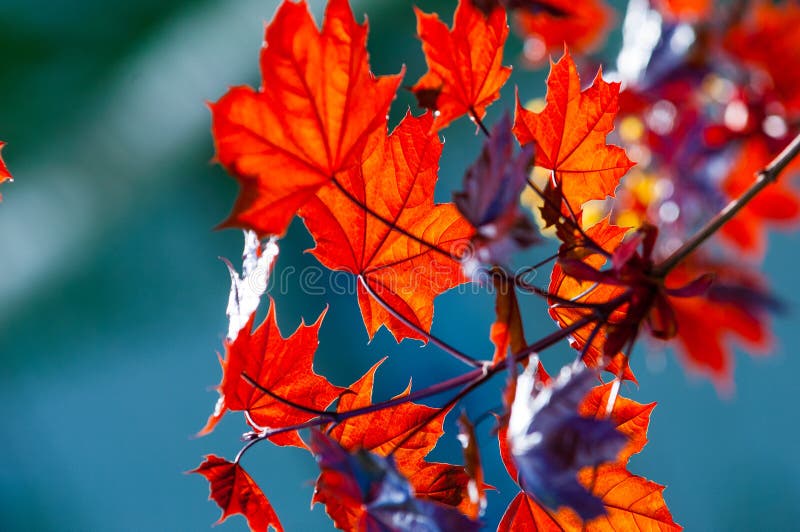 Acer Rubrum Red Maple, Also Known As Swamp, Water or Soft Maple, is One ...