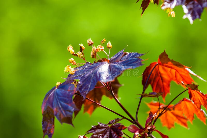 Acer Rubrum Red Maple, Also Known As Swamp, Water or Soft Maple, is One ...