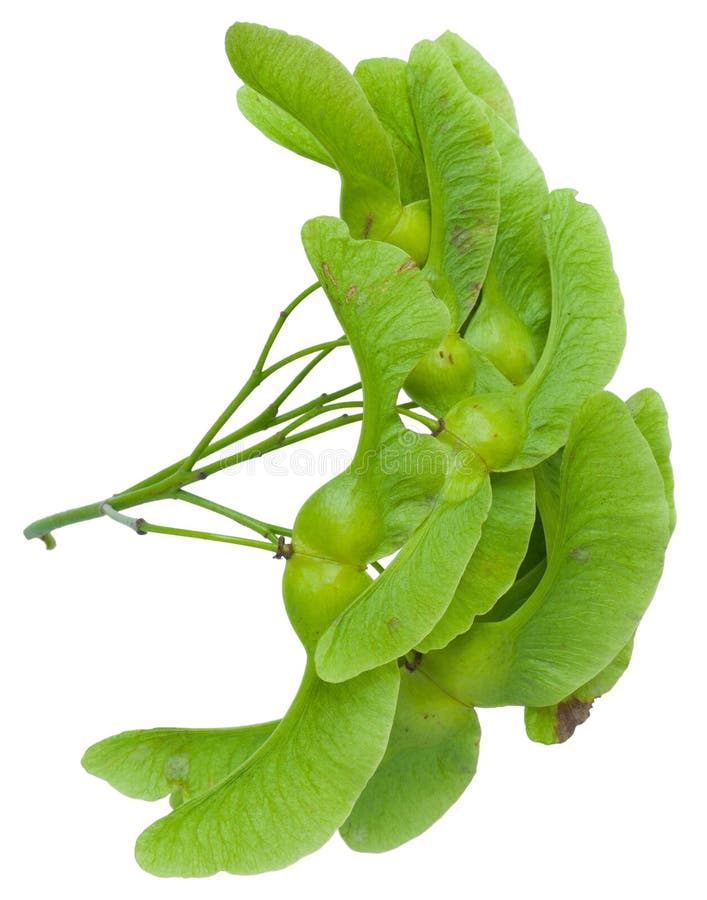 Acer seeds stock image. Image of acer, bunch, autumn - 26237089
