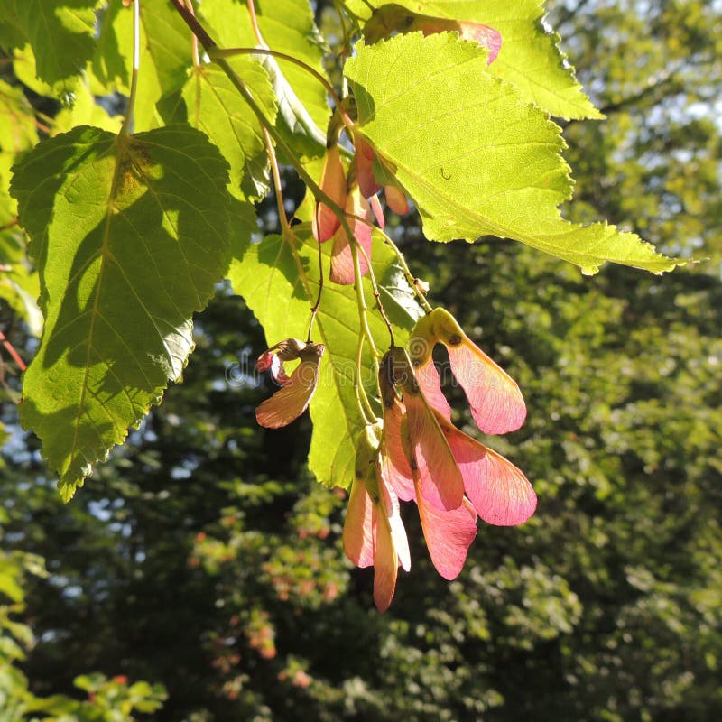Acer tataricum stock photo. Image of nature, color, plants - 43687356