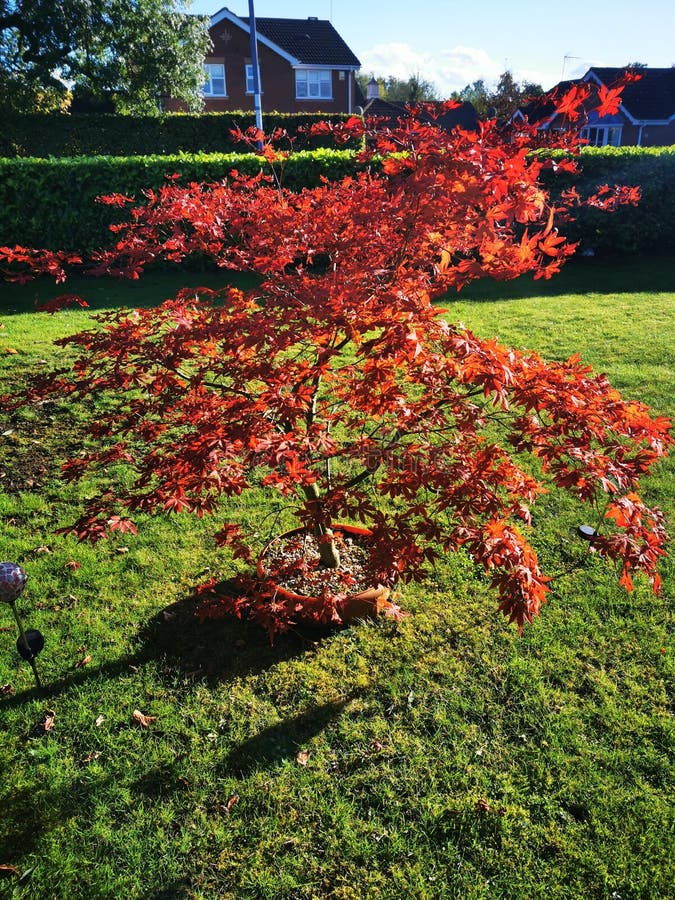 Acer Tree in Autumn Colours Stock Photo - Image of autumn, acer: 294400470