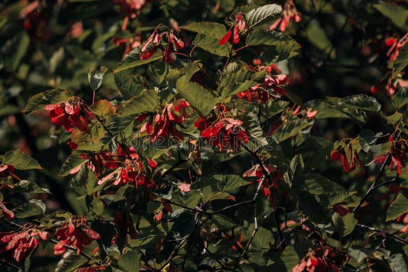 Maple Tree Red Seed Pods Stock Photos - Free & Royalty-Free Stock ...