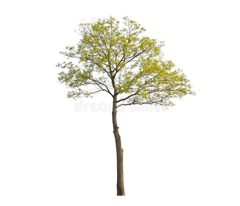 Acer Tree With Green Leaves, Isolated On White Backgorund Stock Photo ...