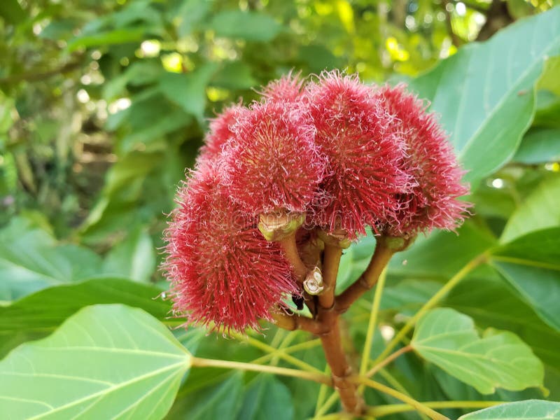 Acercamiento a La Flor Del árbol Del Achiote Foto de archivo - Imagen ...