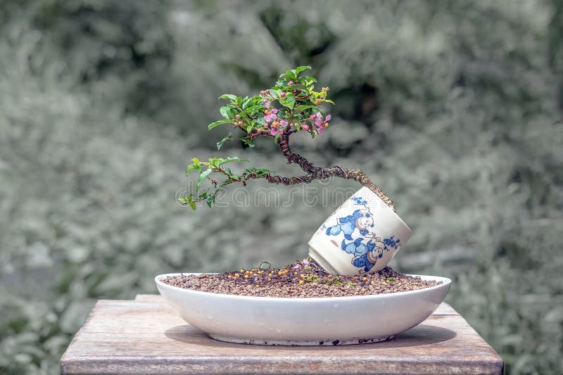 Acerola Cherry Mini Bonsai Tree with Flower Stock Photo - Image of ...