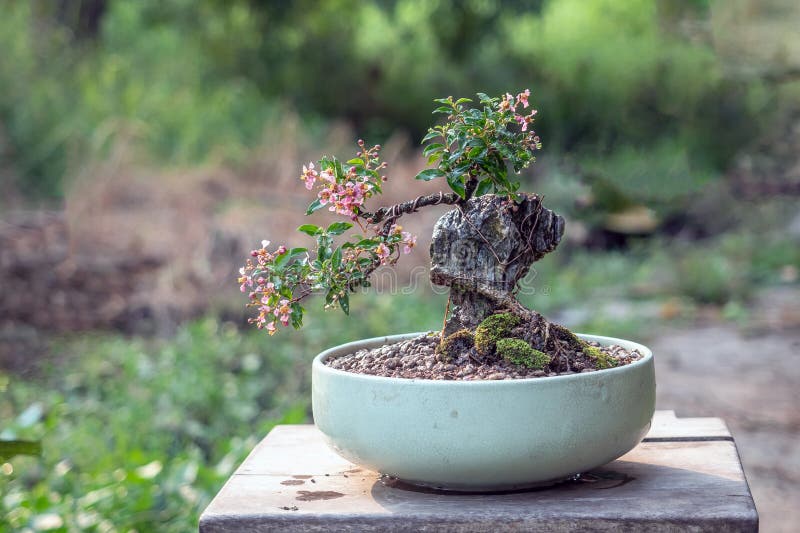 Acerola Cherry Mini Bonsai Tree with Flower on Stone Stock Photo ...
