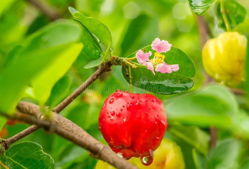 Acerola tree with fruits stock image. Image of consumption - 80996437