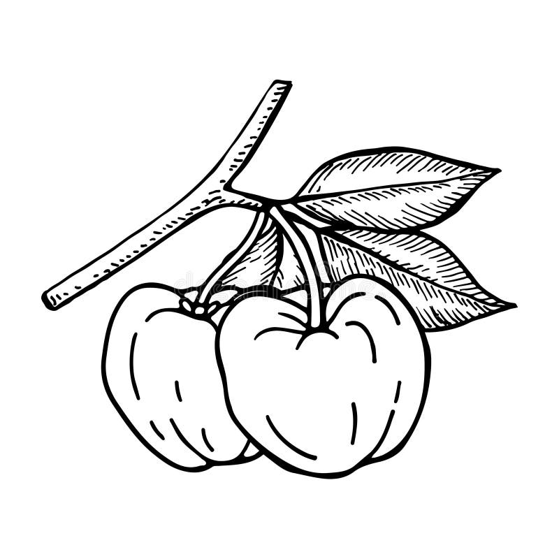 Barbados Fruit Stock Illustrations – 283 Barbados Fruit Stock ...