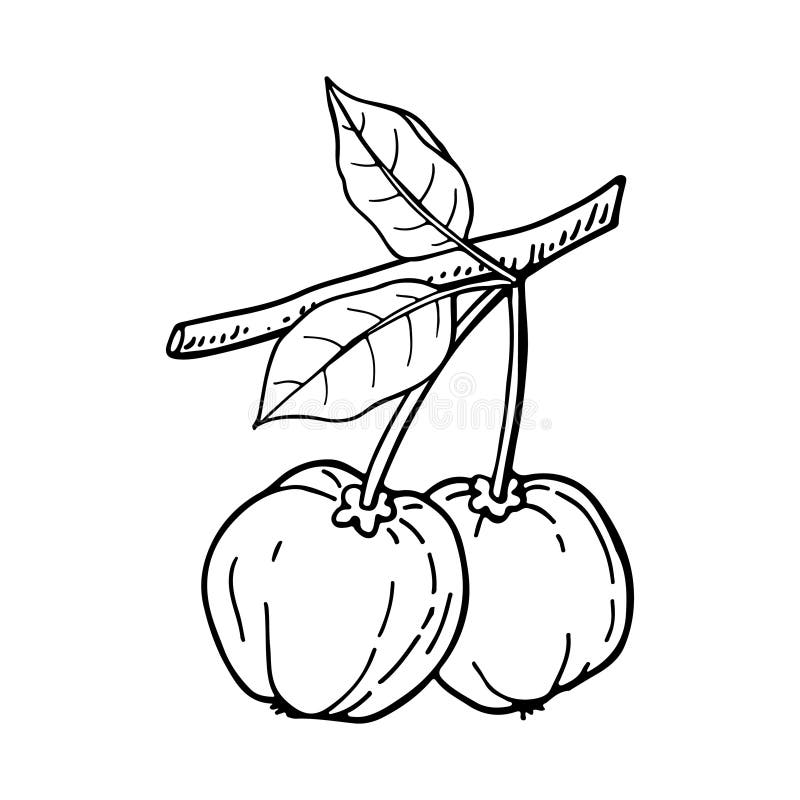 Barbados Fruit Stock Illustrations – 283 Barbados Fruit Stock ...