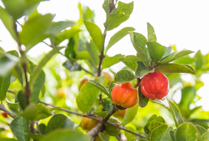Acerola fruit stock photo. Image of cherry, tropical - 57931648