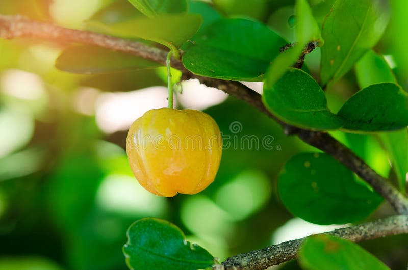 Acerola Tree and Fruit ,fresh Acerola Fruit Onacerola Tree Stock Photo ...