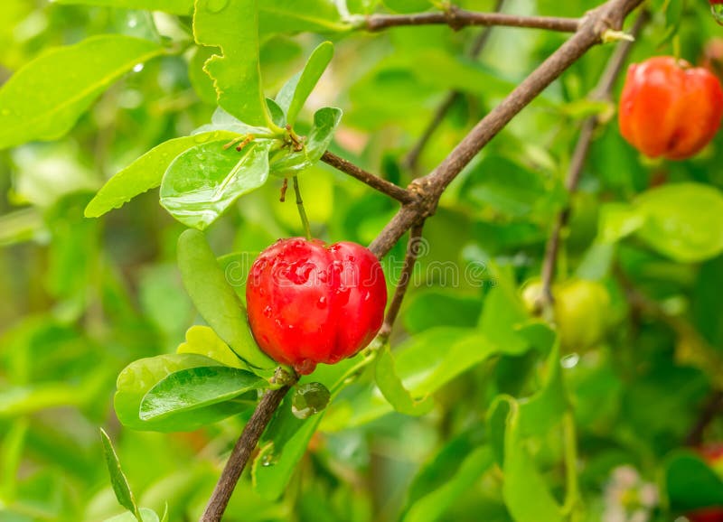 Acerola stock photo. Image of garden, nutrition, bone - 53936232
