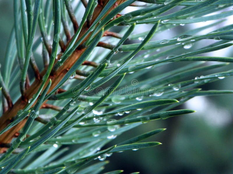 Acerose stock photo. Image of outdoor, rain, pipe, raindrop - 78499824