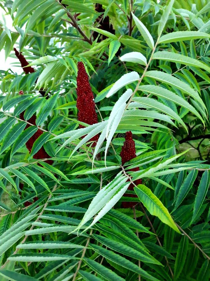 Acetic Tree with Unusual Red Colors Stock Image - Image of produce ...