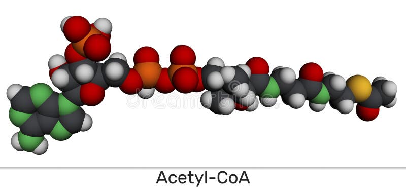 Acetyl-CoA, Acetyl Coenzyme a Molecule. Molecular Model. 3D Rendering ...