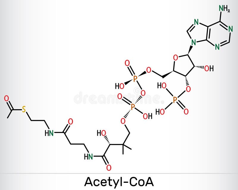 Acetyl Coa Acetyl Coenzyme A Molecule Structural Formula Vector Stock Illustration