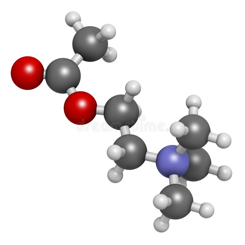 Acetylchloline (ACh) Neurotransmitter Molecule. Atoms are Represented ...