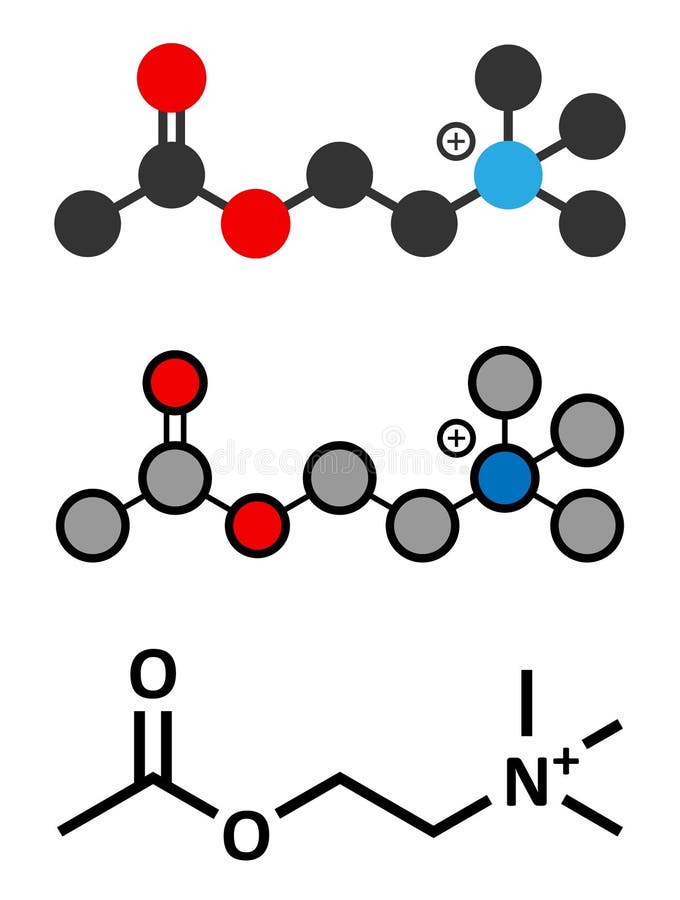 Acetylchloline ACh Neurotransmitter Molecule. Skeletal Formula. Stock ...
