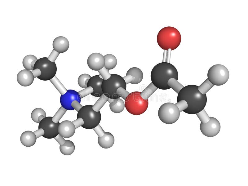 Acetylcholine (ACh) Neurotransmitter, Molecular Model Stock ...