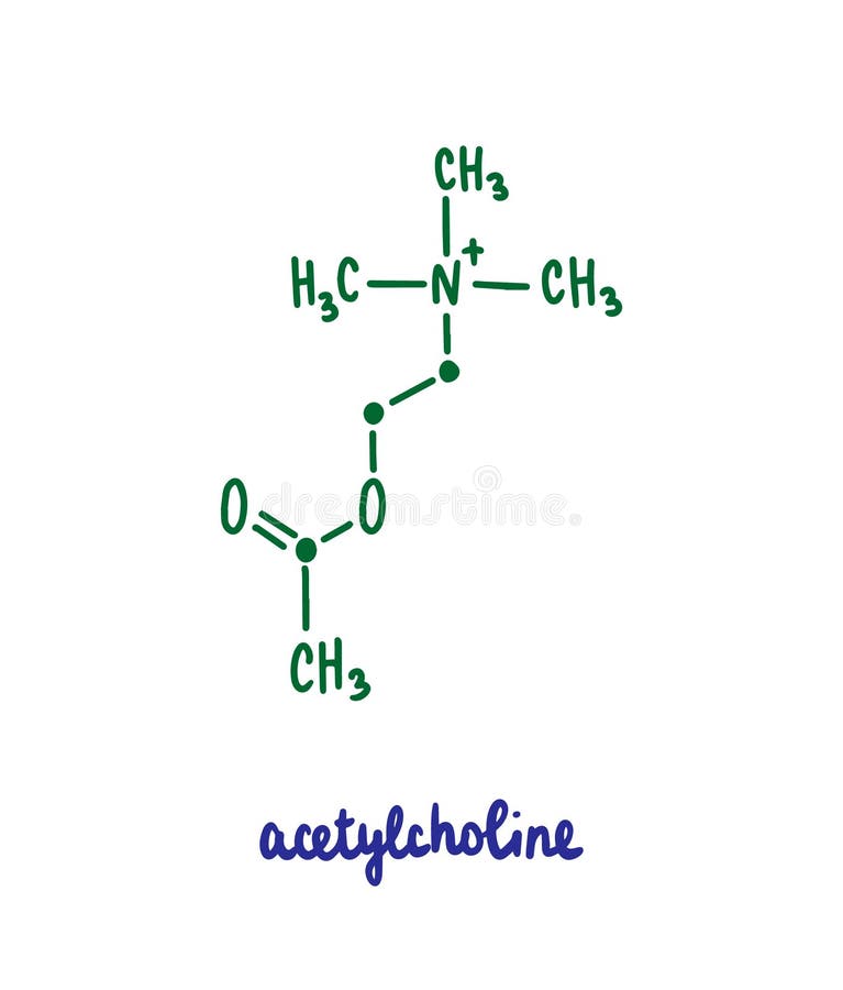 Acetylcholine Hand Drawn Vector Formula Chemical Structure Lettering ...