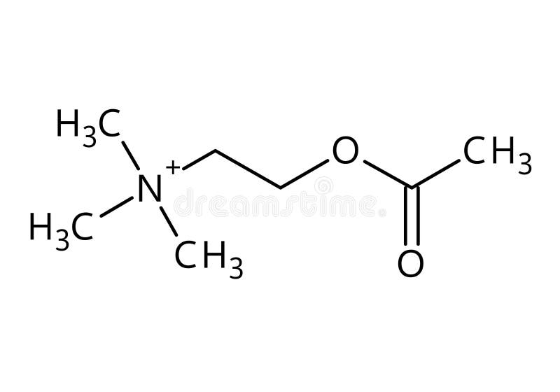 Acetylcholine Structural Formula of Molecular Structure Stock Vector ...