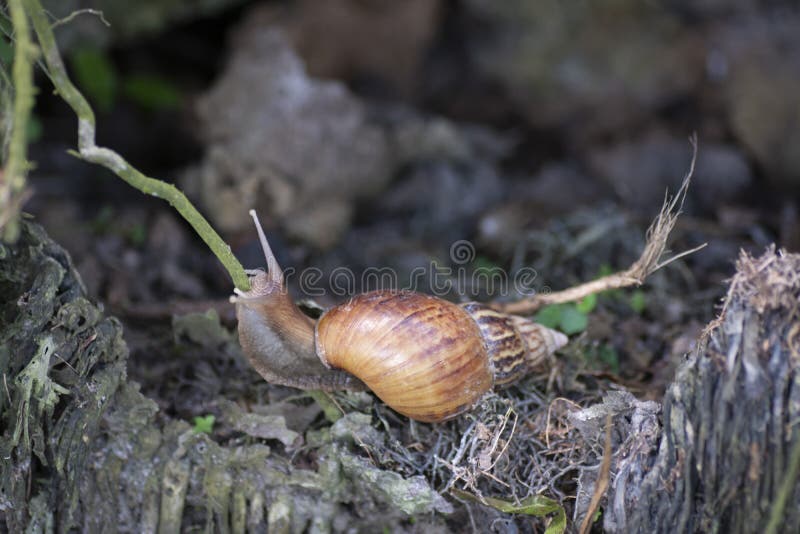 Achatina Fulica Snail Crawling Around the Drain Stock Image - Image of ...