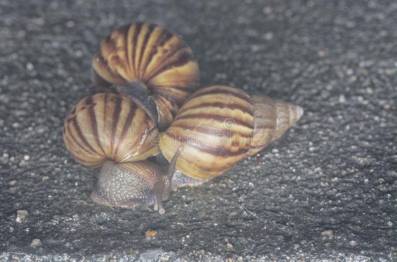 Achatina Fulica Snail Crawling Around the Drain Stock Photo - Image of ...