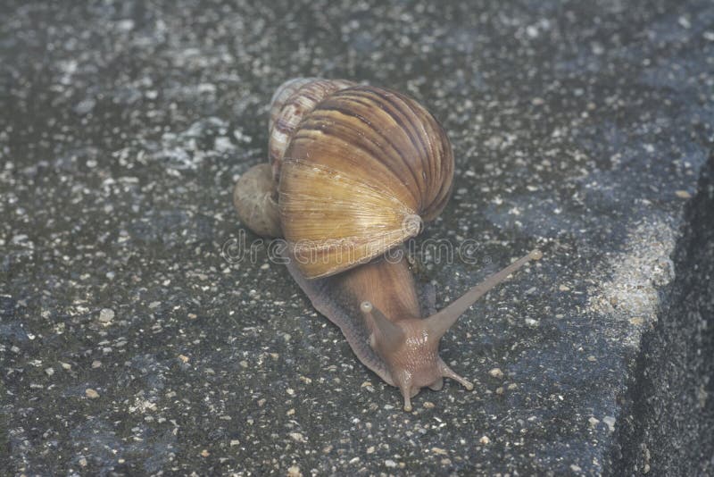 Achatina Fulica Snail Crawling Around the Drain Stock Image - Image of ...