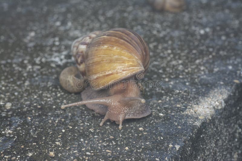 Achatina Fulica Snail Crawling Around the Drain Stock Photo - Image of ...