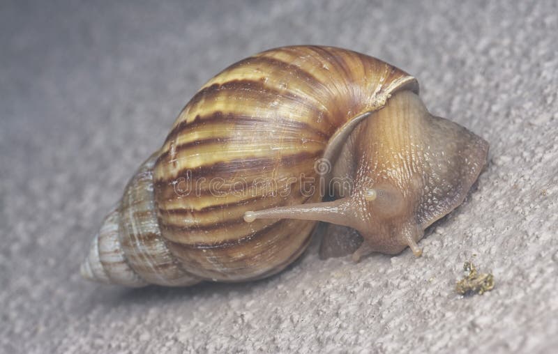Achatina Fulica Snail Crawling Around the Drain Stock Photo - Image of ...