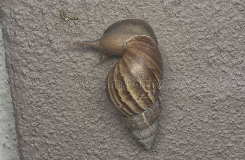 Achatina Fulica Snail Crawling Around the Drain Stock Photo - Image of ...